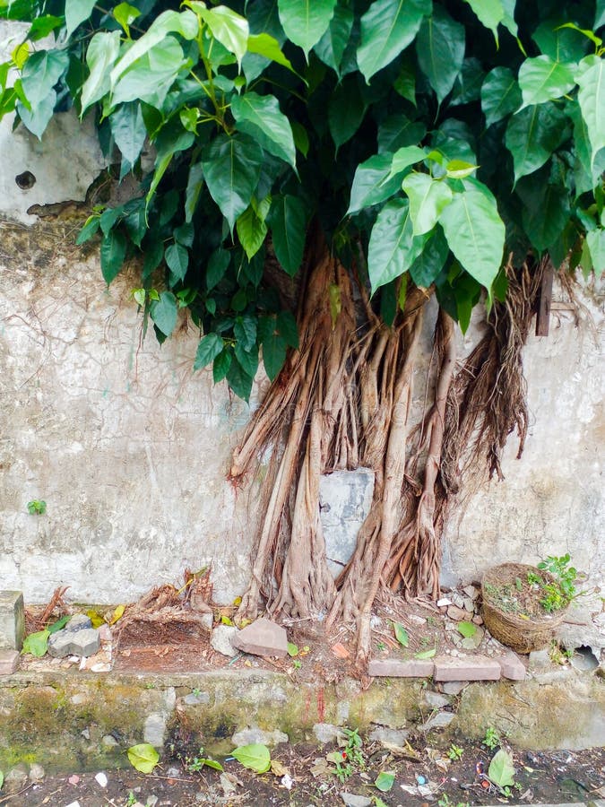 Trees Grow Along the Walls. Trees on Old Wall Stock Photo - Image of ...