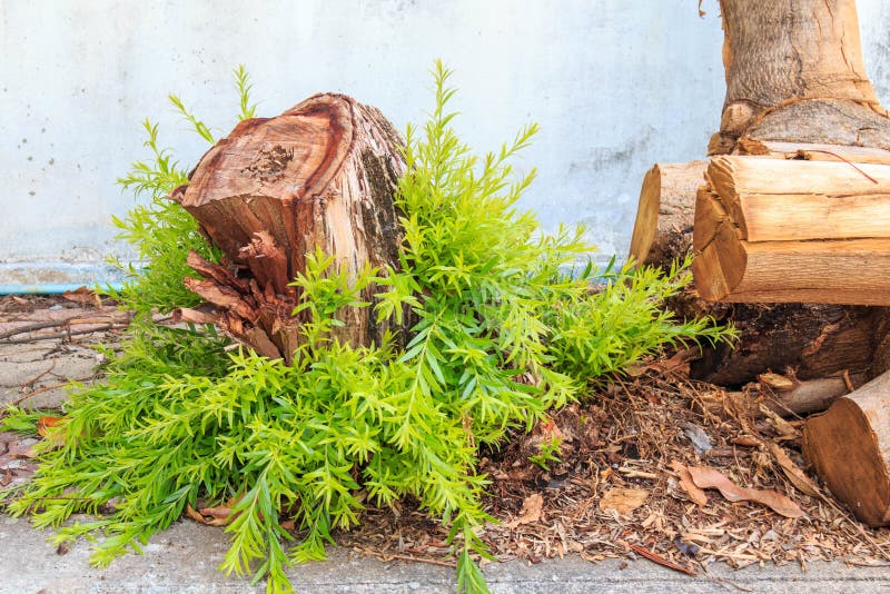 Trees that Grow from Cut Trees,power of Life. Stock Photo - Image of ...