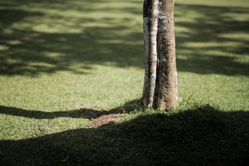 Trees Grow on the Ground with Green Grass Stock Photo - Image of garden ...