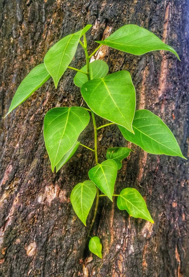 Trees grow from the trees. stock photo. Image of trees - 152101792