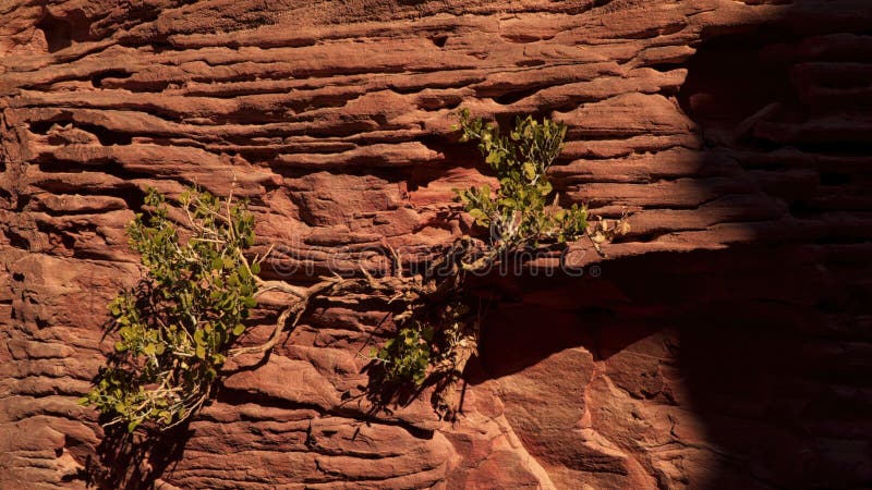 The Trees Grow Out of a Vertical Cliff Stock Photo - Image of geology ...