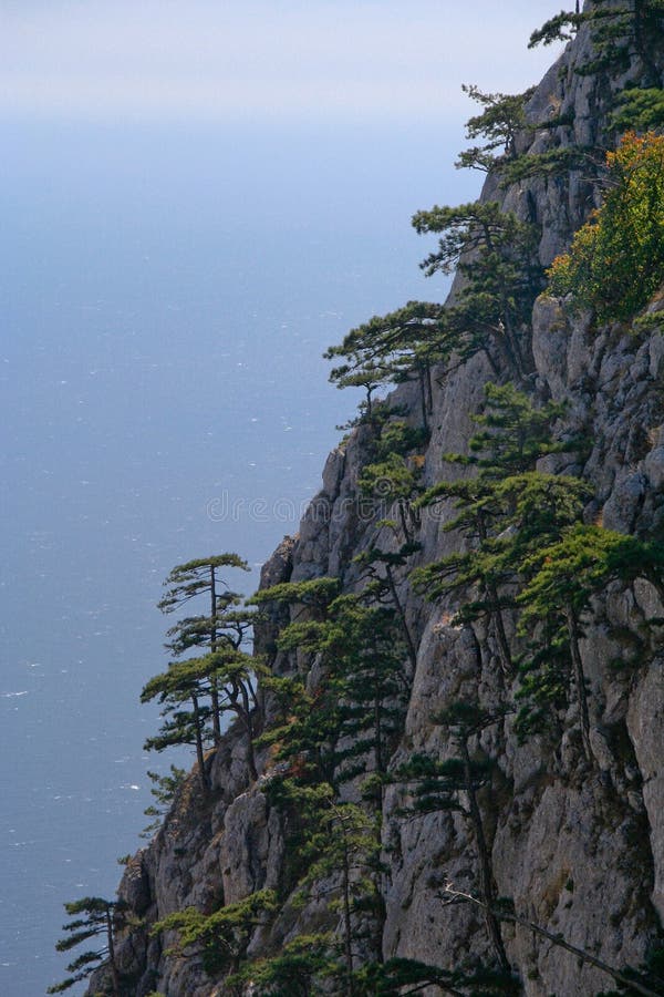 Trees grow on the rock stock image. Image of growing - 24207673