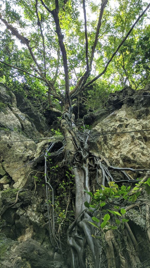 Trees grow on rock cliffs stock photo. Image of forest - 234933776