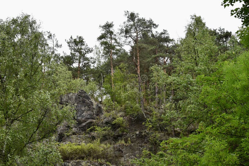 Trees that grow on a rock. stock image. Image of states - 107659045