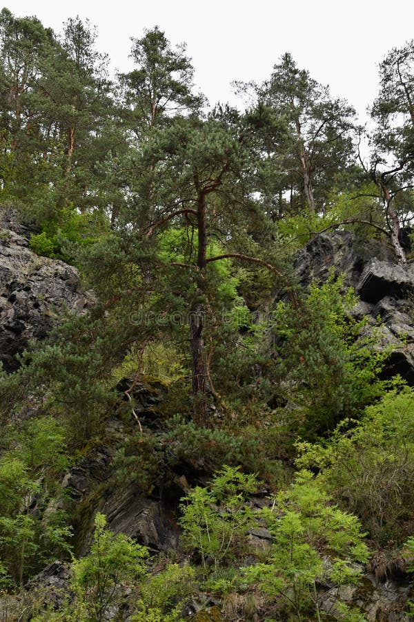 Trees that grow on a rock. stock photo. Image of forest - 107659390