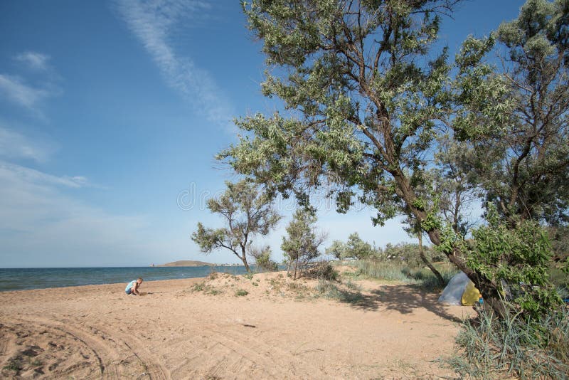 Trees Grow from Sand stock photo. Image of africa, outdoor - 120978208