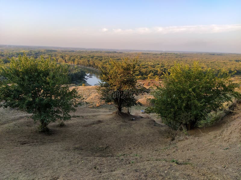 Trees Grow on a Sandy Hill on River and Forest Background Stock Photo ...