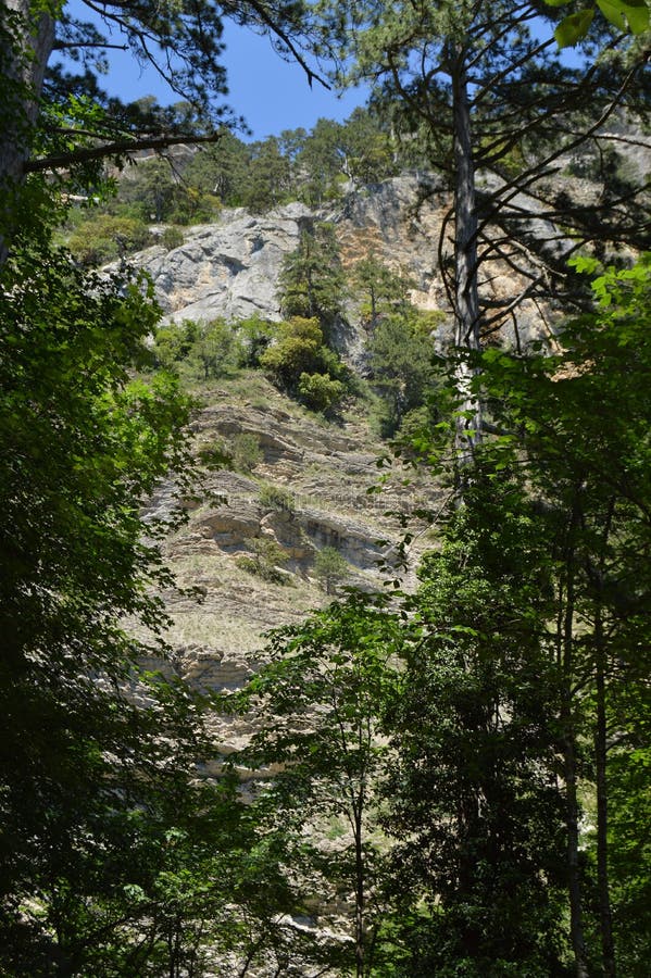 Trees Grow on the Slope of a High Mountain, Bare Rocks, View from the ...