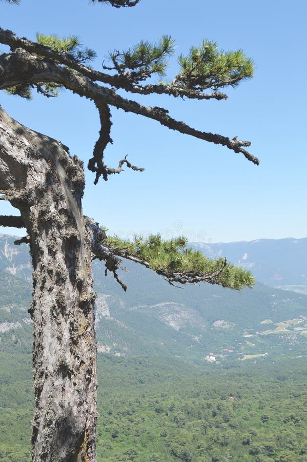 Trees Grow on the Slope of a High Mountain, Bare Rocks, View from the ...