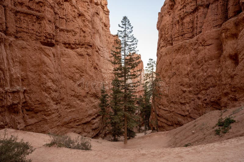 Trees Grow between the Switchbacks of Bryce Canyon Trails Stock Photo ...