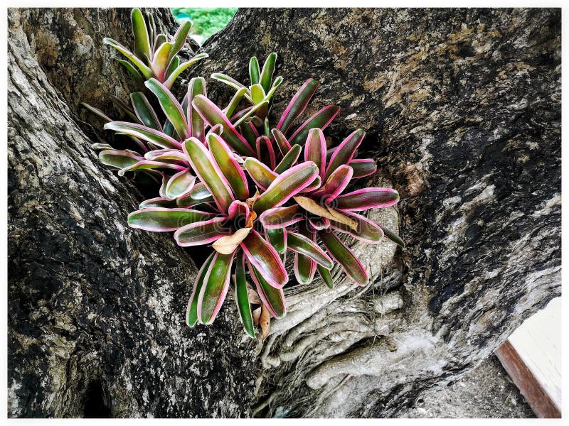 Trees that grow on trees stock photo. Image of lighting - 186326822
