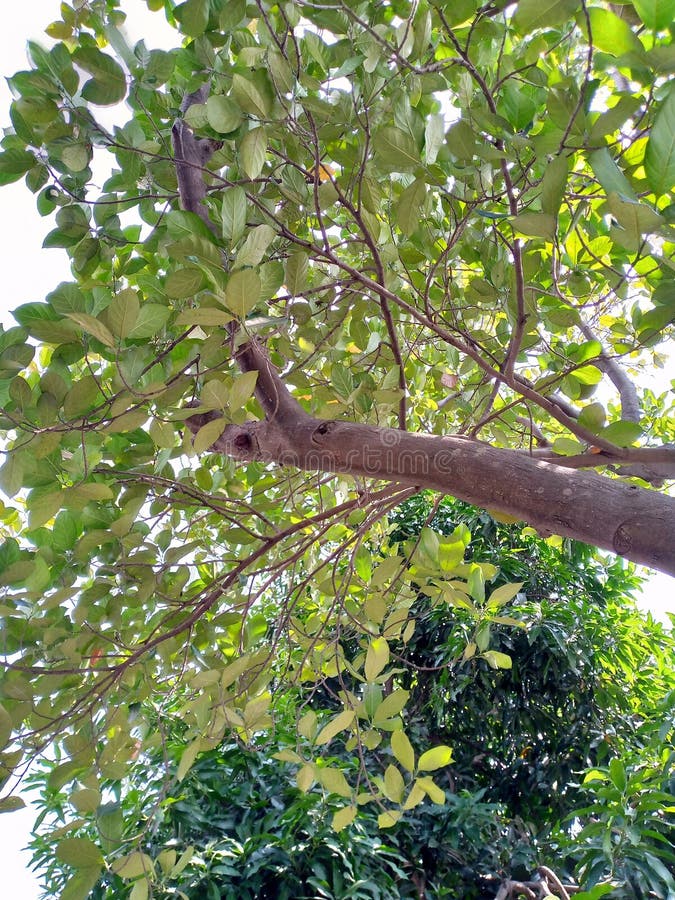 Trees that Grow Very Thicke in the Yard during the Day Stock Image ...