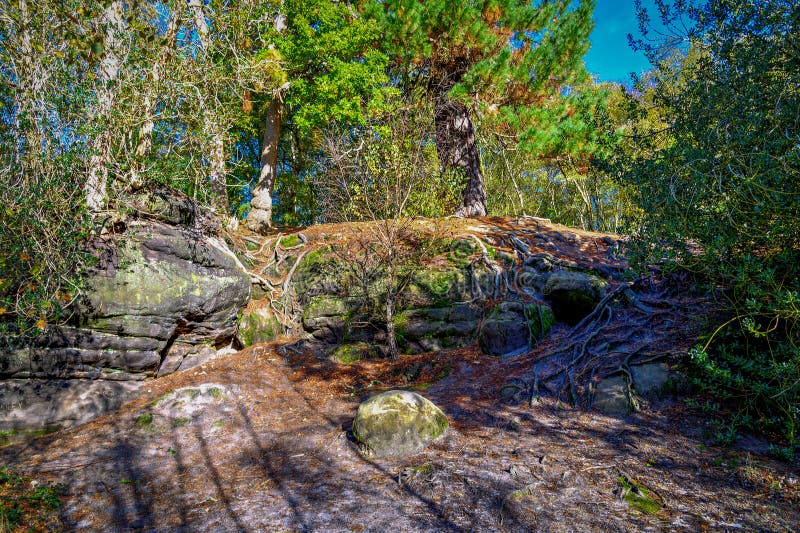 Top Down Tree Roots Stock Photos - Free & Royalty-Free Stock Photos ...