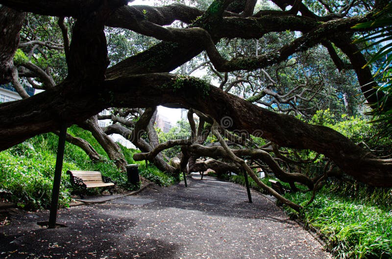 Trees Growing Across Pathway in Auckland Park Stock Photo - Image of ...