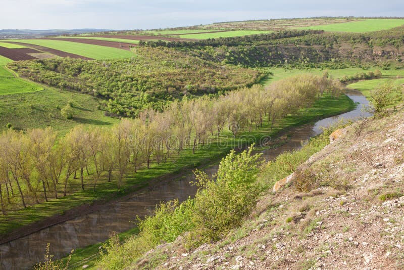 Trees Growing Along the River Stock Image - Image of fresh, scenery ...