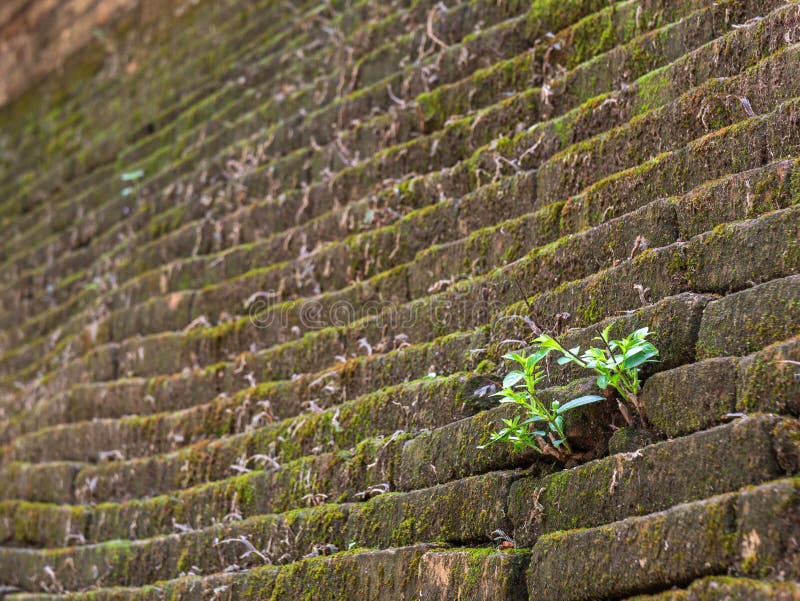 Trees Growing on the Ancient Bricks Wall Stock Photo - Image of ...