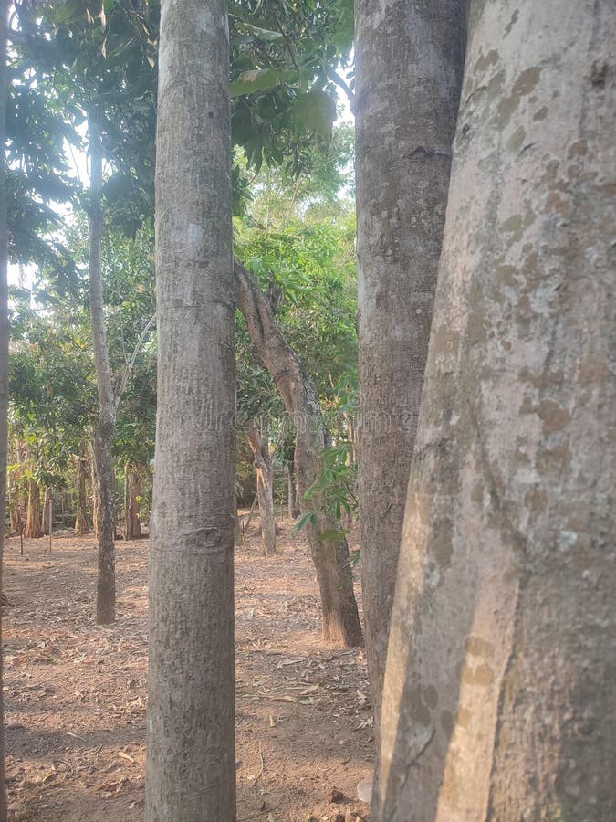 Tree Trunks that Grow Naturally in the Garden Stock Photo - Image of ...