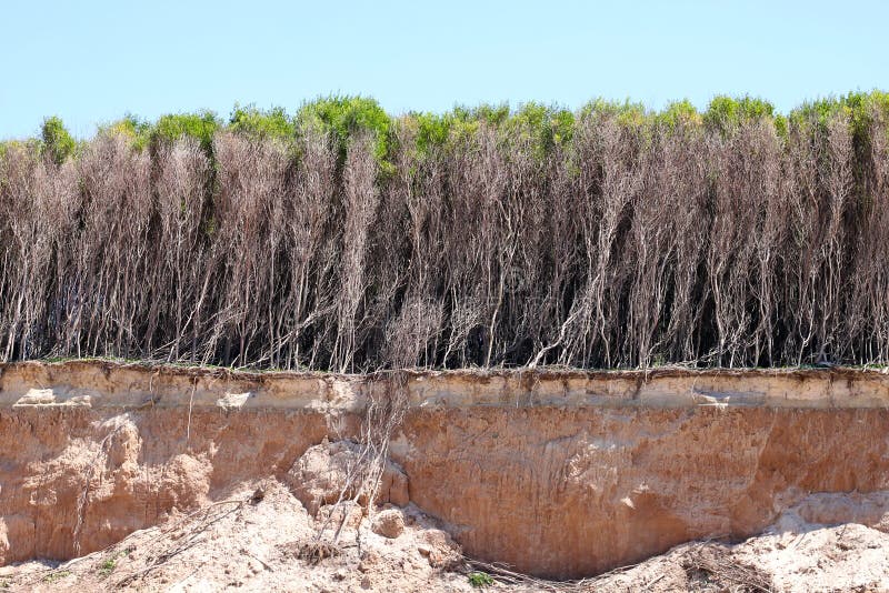 Trees Growing on the Cliff and Falling Down Off it Stock Image - Image ...