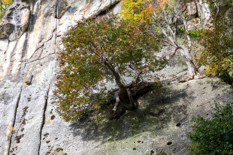 Trees Growing On Cliff Picture. Image: 271396