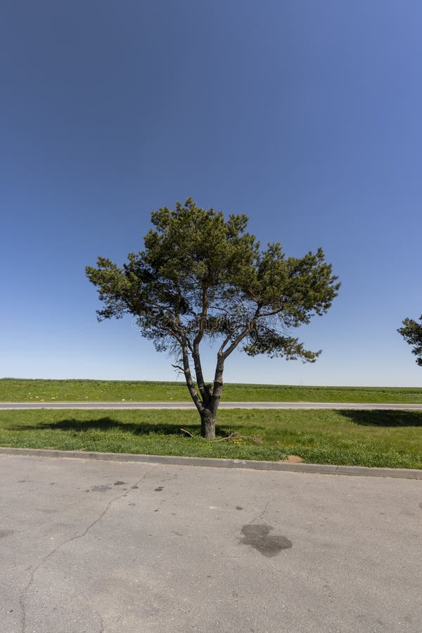 Trees Growing on the Edge of the Parking Lot Near the Road Stock Image ...