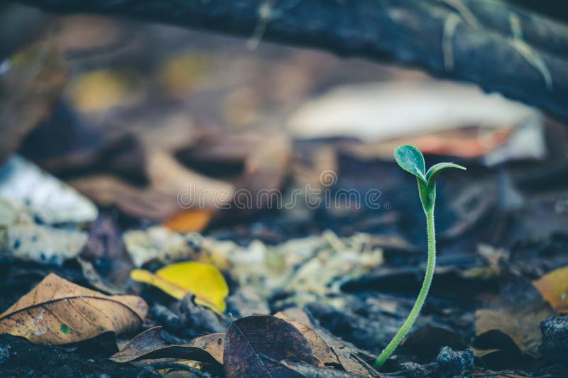 Trees Growing from Fertile Land Stock Image - Image of ground, growth ...