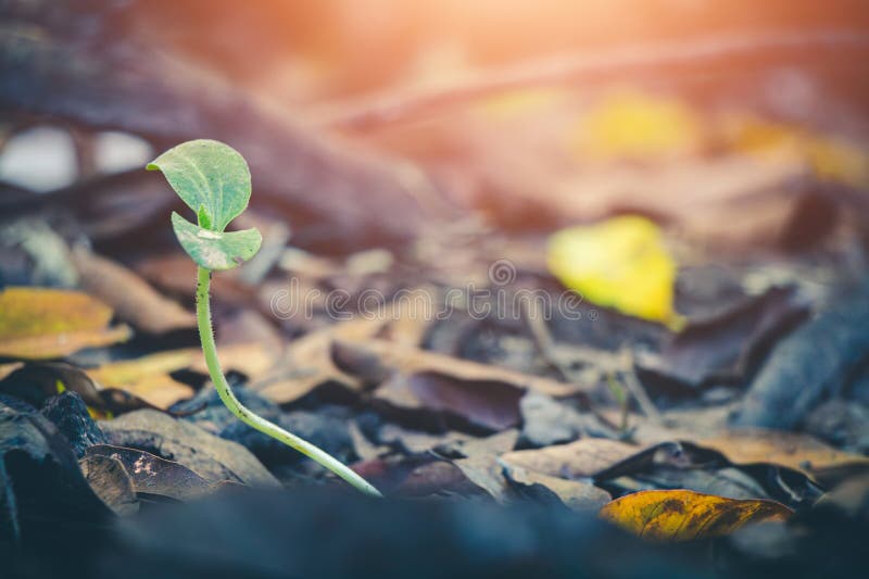 Trees Growing from Fertile Land Stock Image - Image of drop, water ...