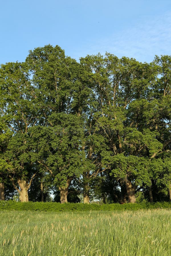 Trees Growing on Field during a Summer Day Stock Image - Image of trees ...