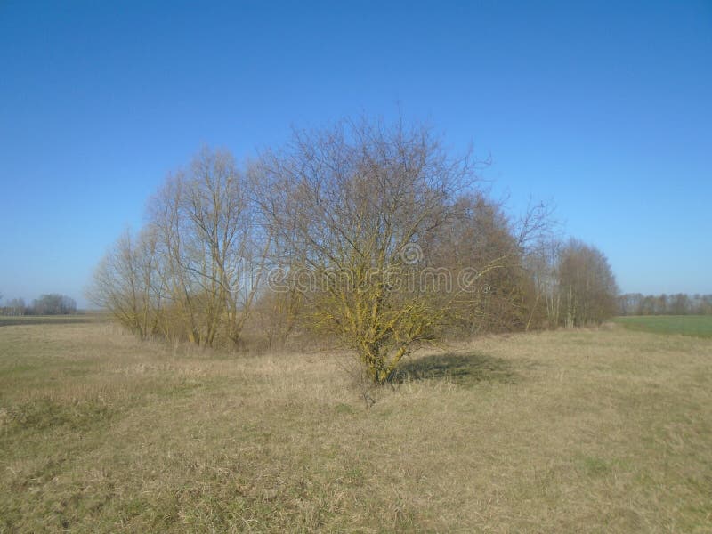 Trees Growing in the Fields in Summer Stock Image - Image of plant ...