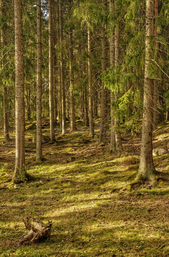 Trees Growing in Forest during the Evening Stock Image - Image of ...