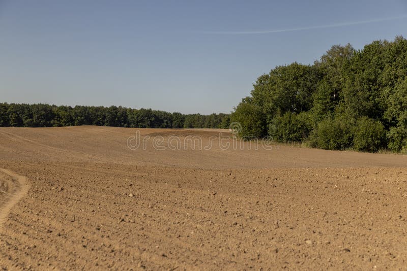 Trees Growing in the Forest in Spring Next To the Field Stock Image ...