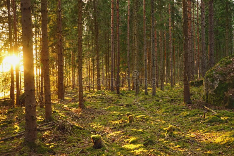Trees Growing in Forest during Sunset Stock Photo - Image of trees ...