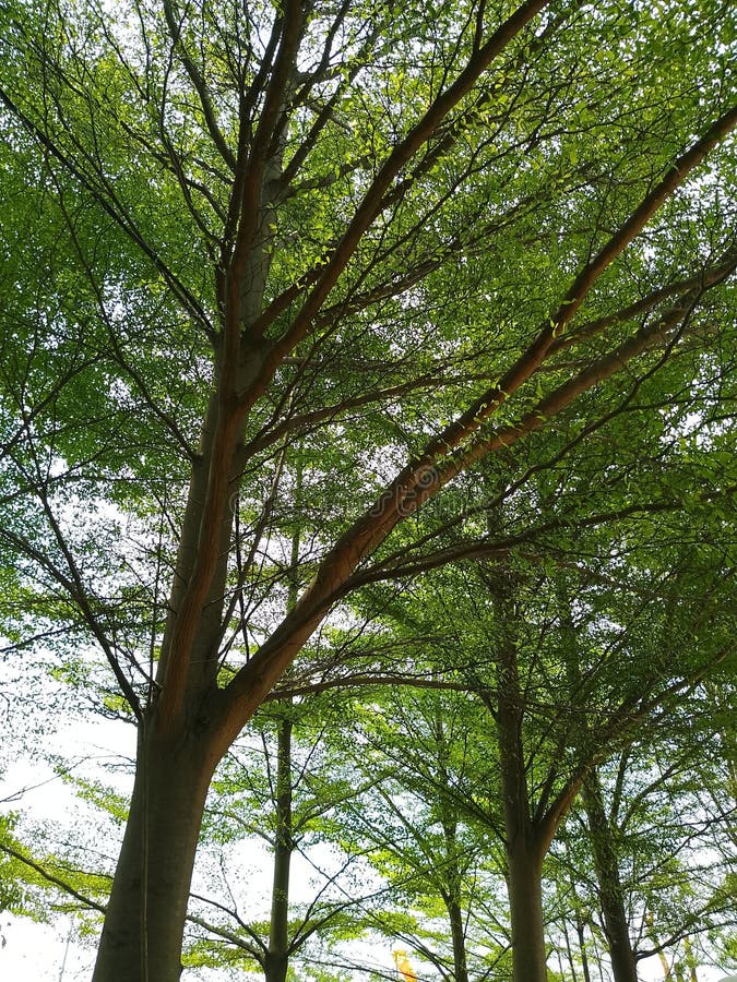 Trees Growing in the Forest Sway in the Wind Stock Photo - Image of ...