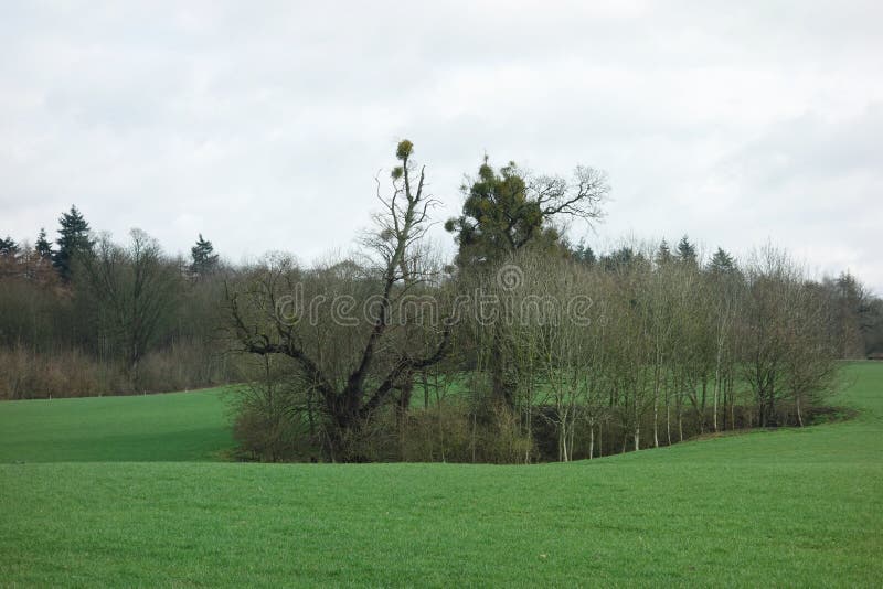 Trees Growing in a Gully stock image. Image of grass - 174066753
