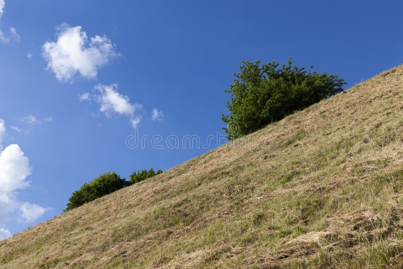 Trees Growing on a Hill with Green Foliage Stock Image - Image of park ...