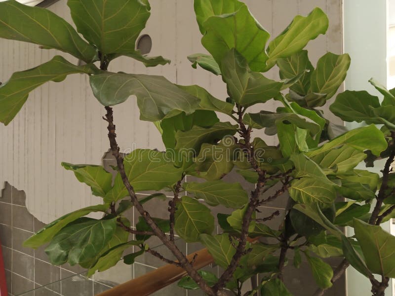 Trees Growing Inside Buildings Stock Image - Image of buildings, mall ...