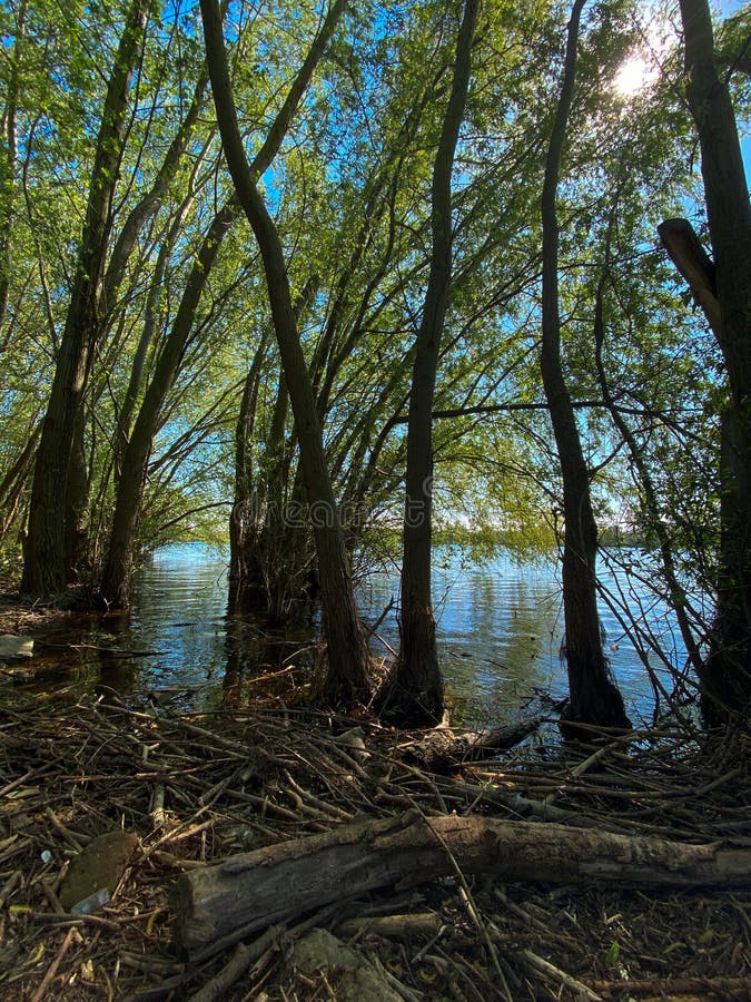 Trees growing stock photo. Image of tree, plant, autumn - 354547298