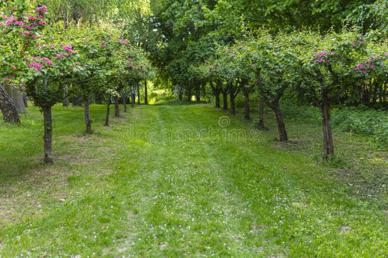 Trees Growing in a Line in an Orchard in the Countryside Stock Photo ...