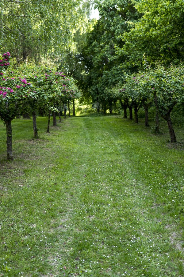 Trees Growing in a Line in an Orchard in the Countryside Stock Image ...