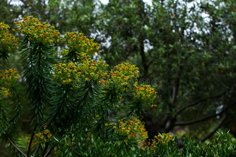 Mediterranean garden stock photo. Image of green, blossom - 128948728