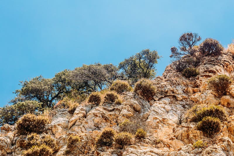 Trees Growing on Mountains in Turkey Stock Photo - Image of sunlight ...