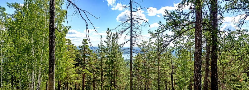 Trees Growing on the Mountainside in Summer Stock Photo - Image of ...