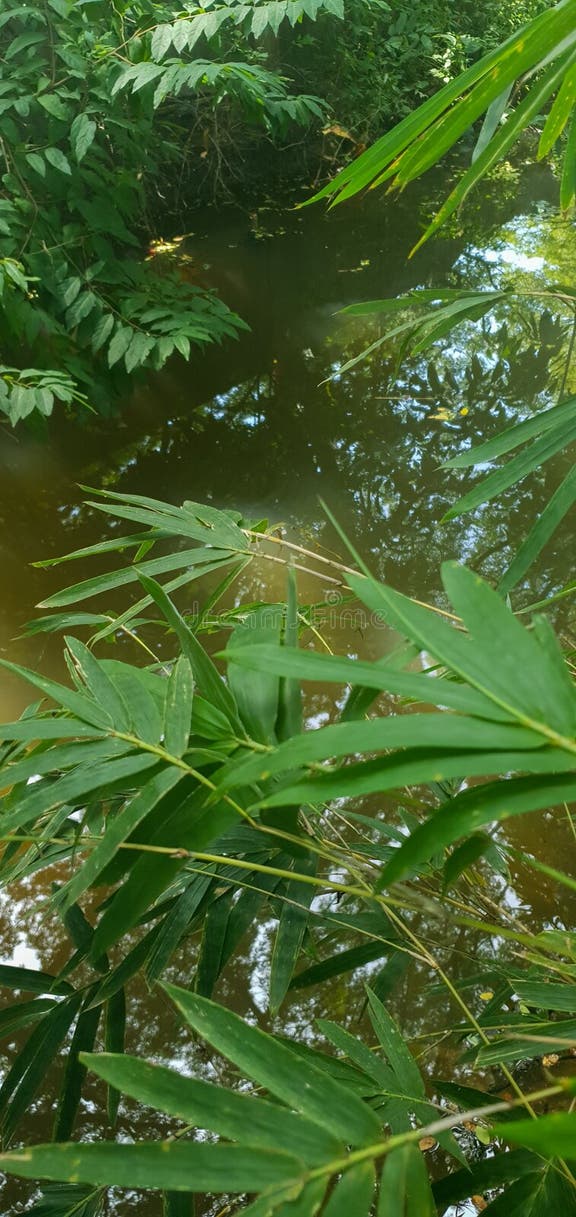 Trees Growing Near a River in a Forest Stock Image - Image of growing ...