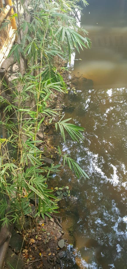 Trees Growing Near a River in a Forest Stock Image - Image of stream ...