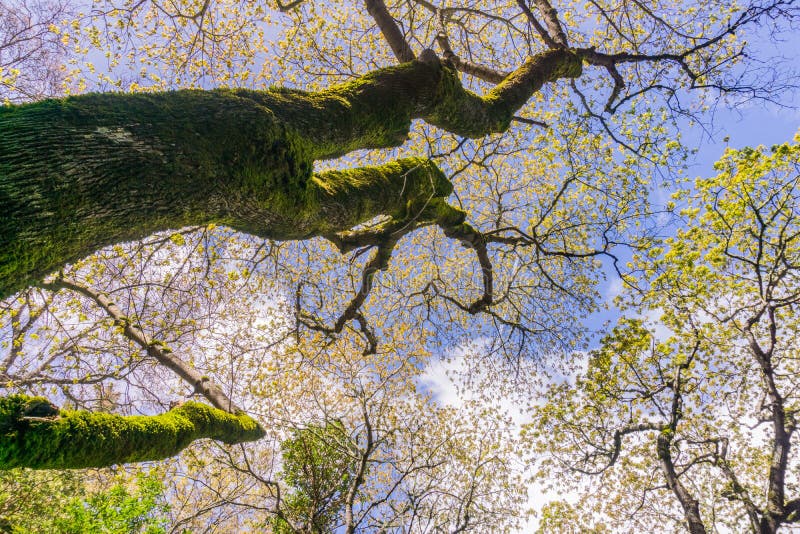 Trees Growing New Leaves in Spring, on White Clouds Background ...