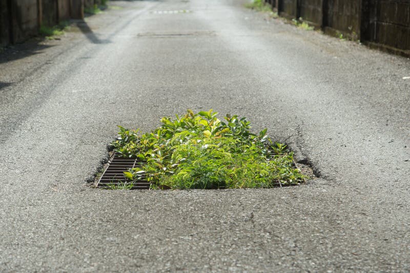 Trees Growing in Old Drainage Pipes on the Road Stock Image - Image of ...