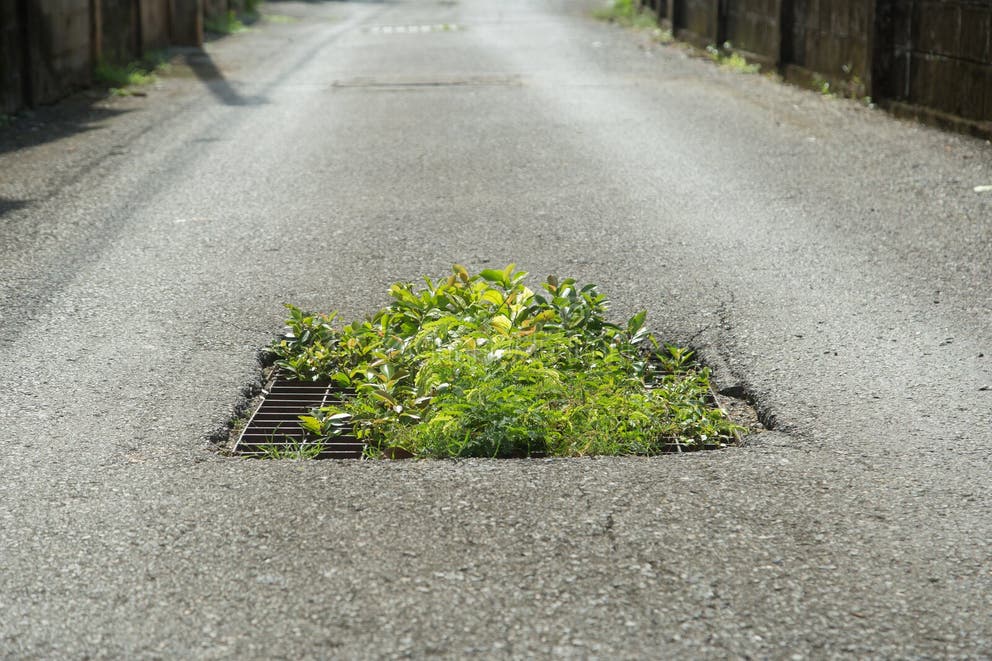 Trees Growing in Old Drainage Pipes on the Road Stock Image - Image of ...