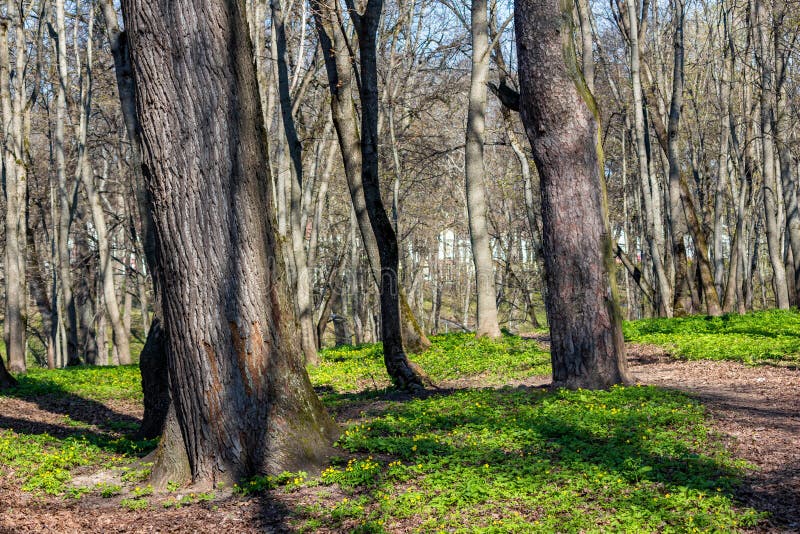 Trees Growing in an Old Park and Fresh Vegetation on the Ground Stock ...