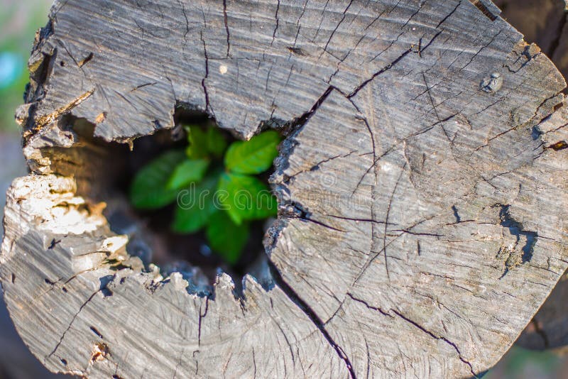 Trees Growing in Old Stumps Stock Photo - Image of leaf, branch: 328948764