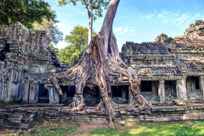 Angkor Wat Giant Trees