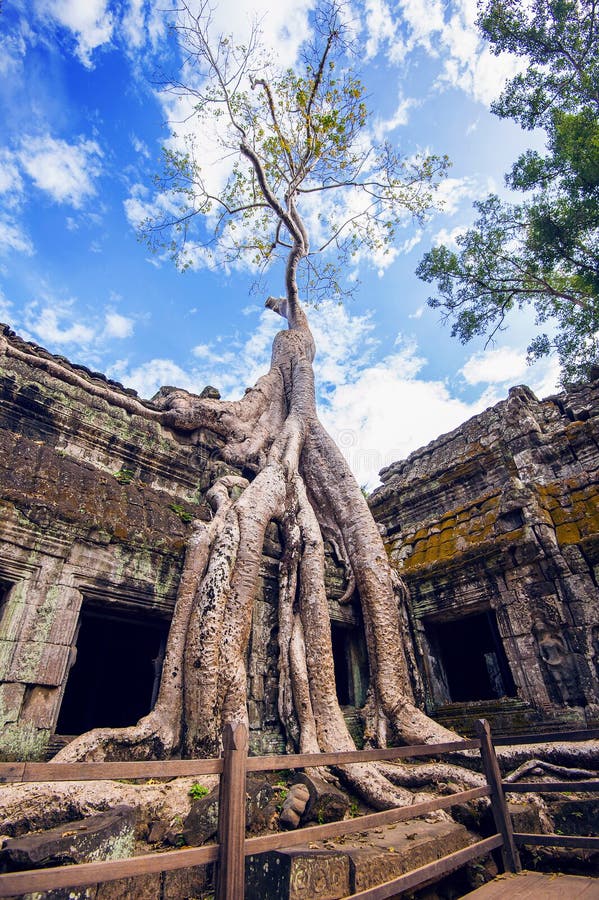 Trees Growing Out of Ta Prohm Temple, Angkor Wat. Stock Image - Image ...